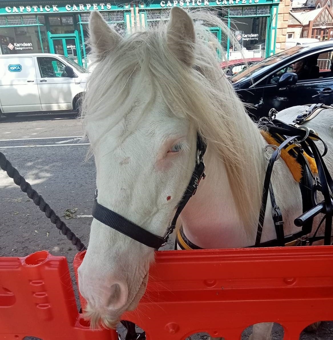 Appleby local has heart STOLEN by Traveller’s Polo Mint-eating horse ...