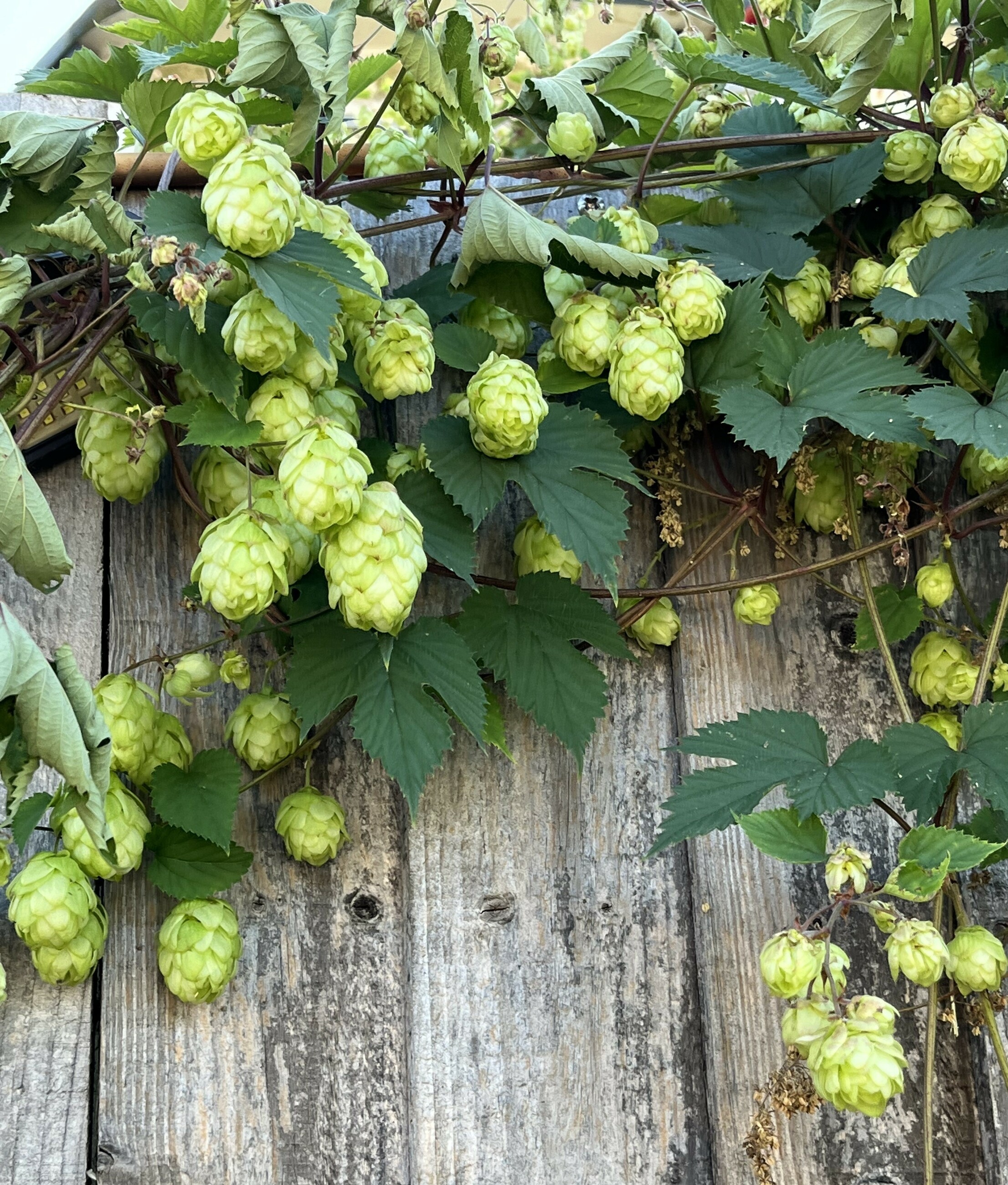 Horsmonden - 'the Hoppers Fair', by Dee Cooper | Travellers Times